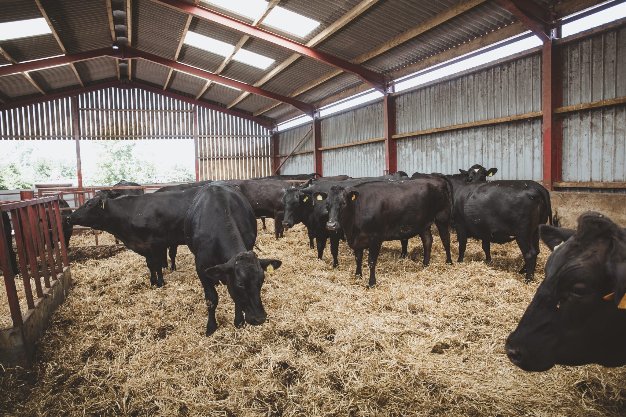 Wagyu FarmersFinisher - Wagyu Farmers