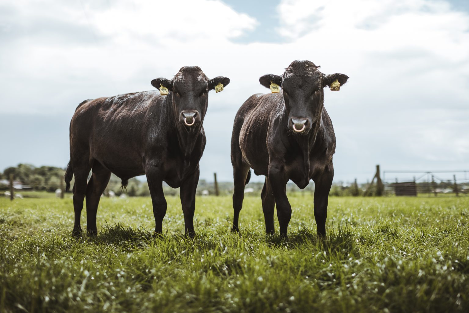 Wagyu FarmersGenetics