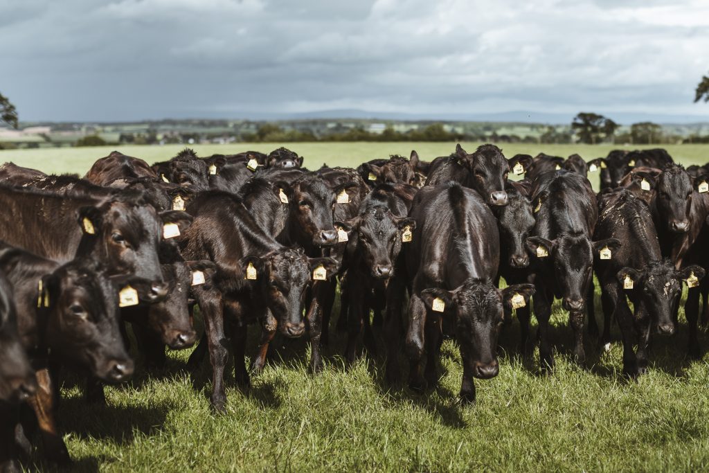 Wagyu Grower - Warrendale Wagyu