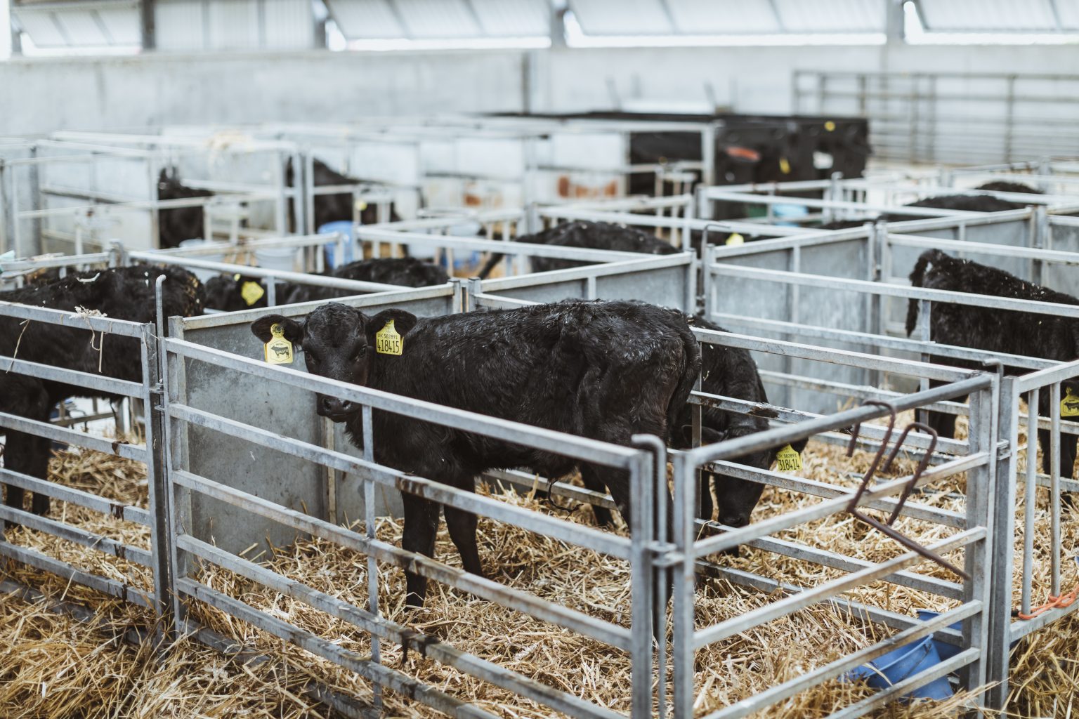 Wagyu FarmersWagyu Producer