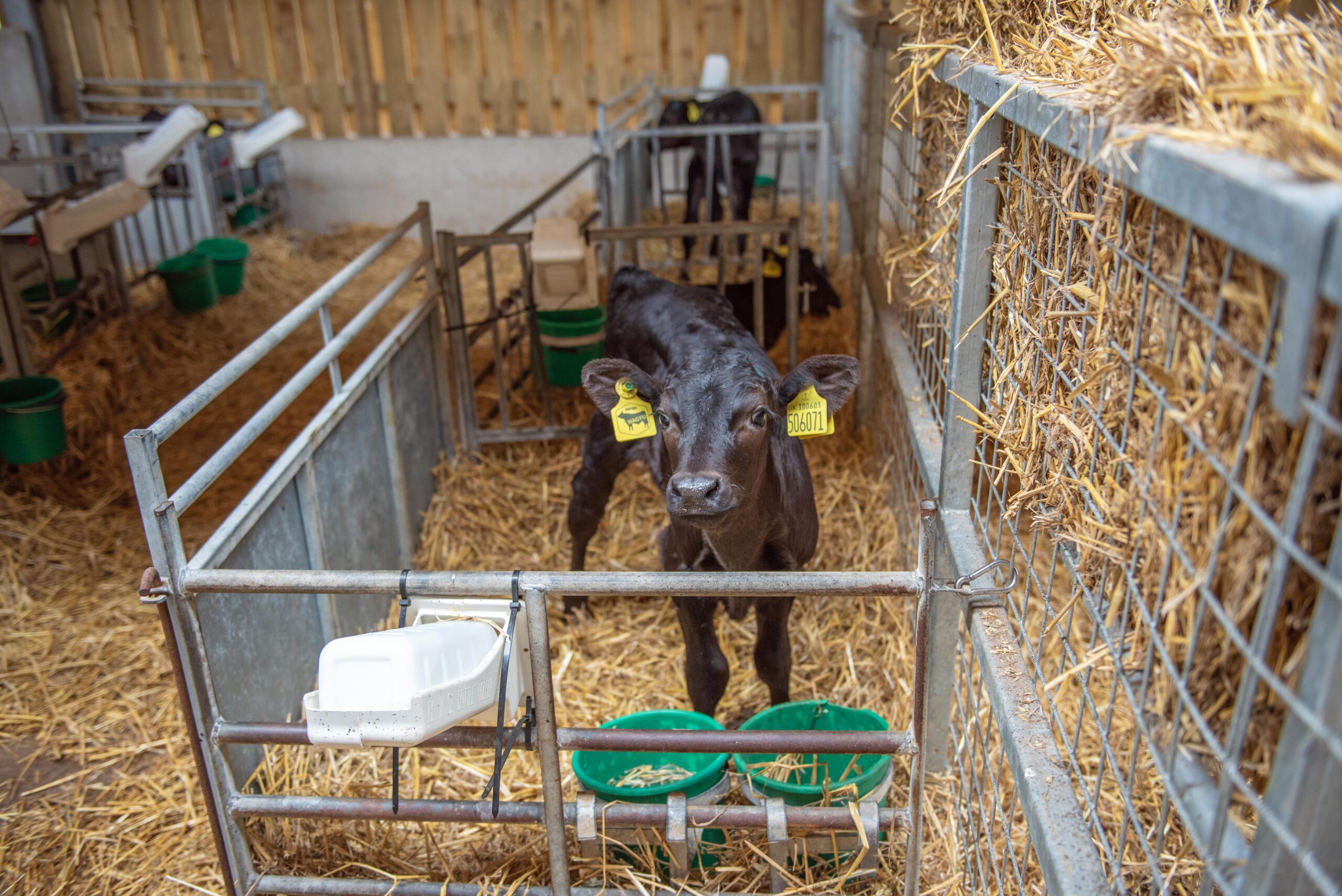 Wagyu FarmersWagyu Producer Open Day - Wagyu Farmers