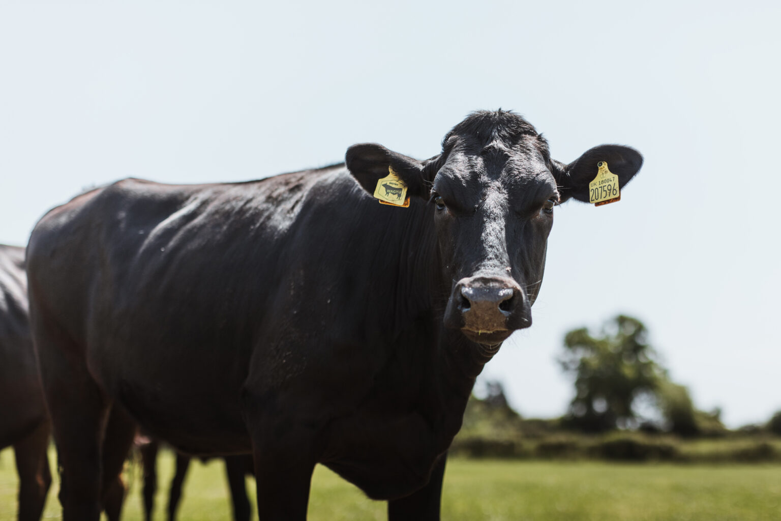 Wagyu FarmersThe Wagyu Story